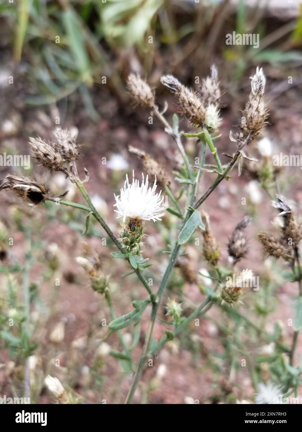 diffuse knapweed (Centaurea diffusa) Plantae Stock Photo - Alamy