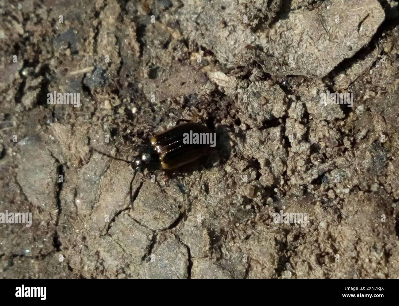 Yellow-margined Leaf Beetle (Microtheca ochroloma) Insecta Stock Photo ...