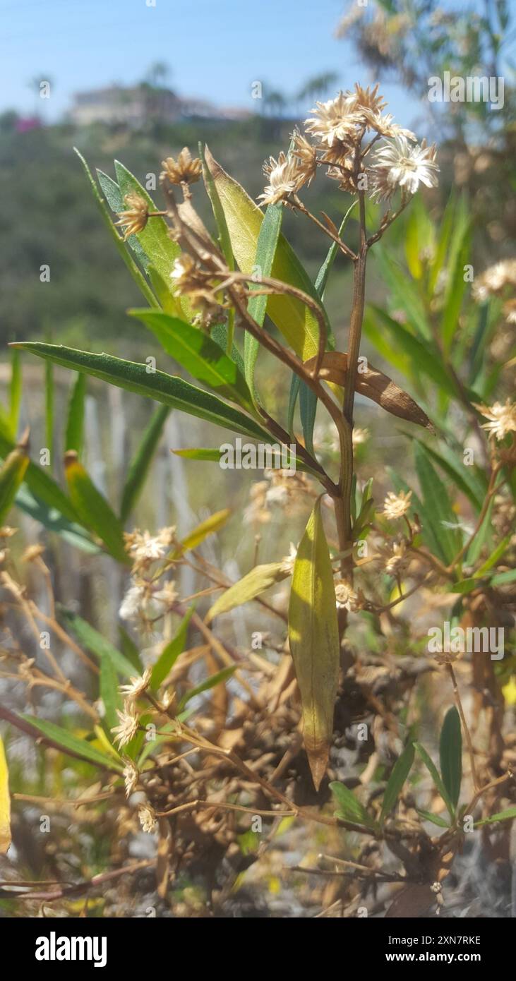 mule fat (Baccharis salicifolia) Plantae Stock Photo - Alamy