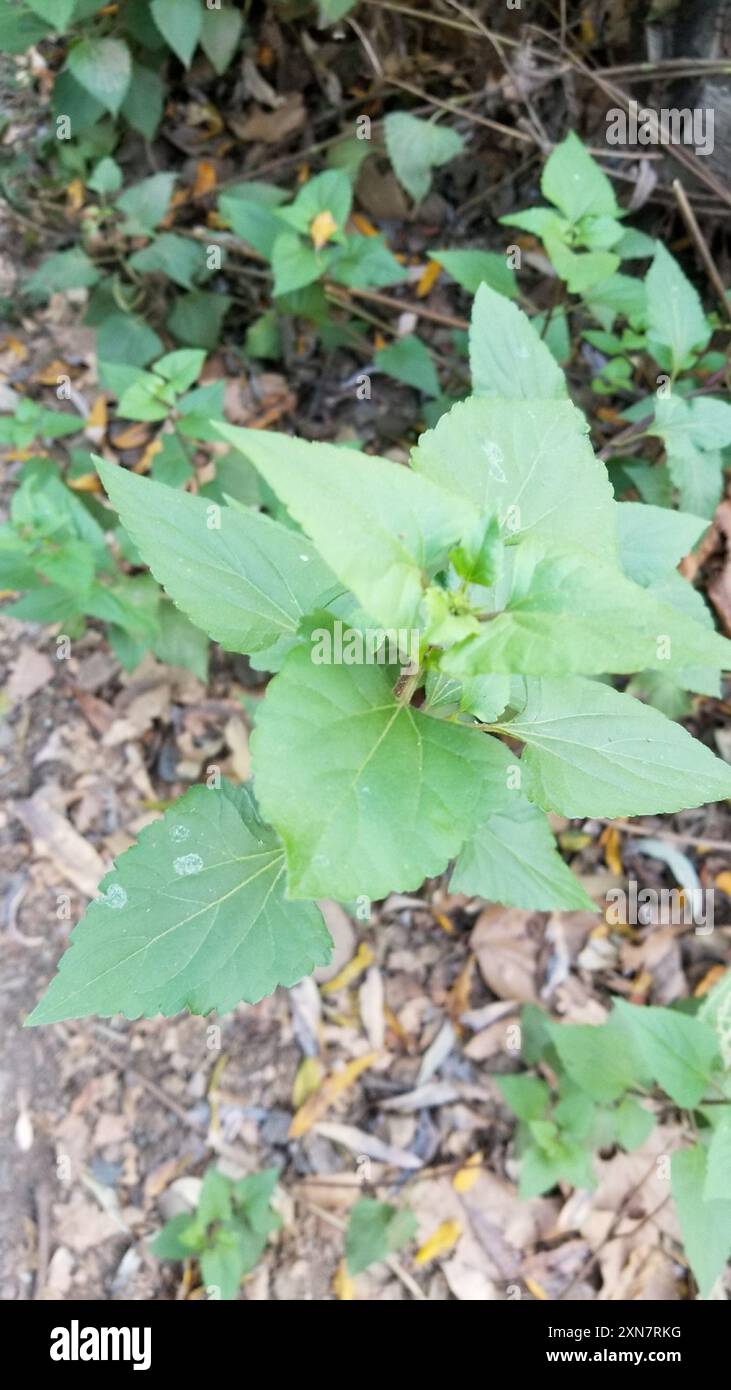 Crofton Weed (Ageratina adenophora) Plantae Stock Photo - Alamy