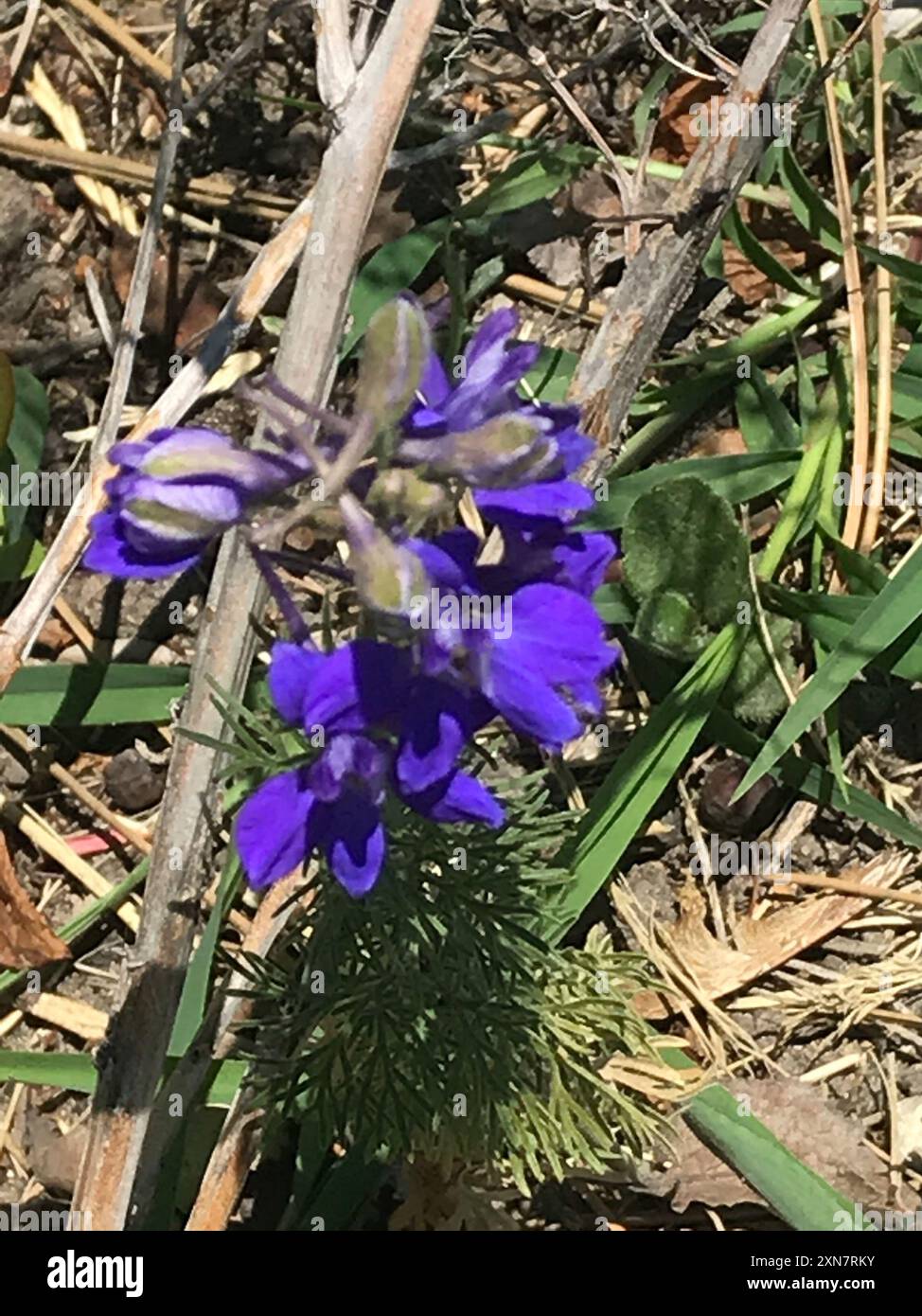 doubtful knight's-spur (Delphinium ajacis) Plantae Stock Photo - Alamy