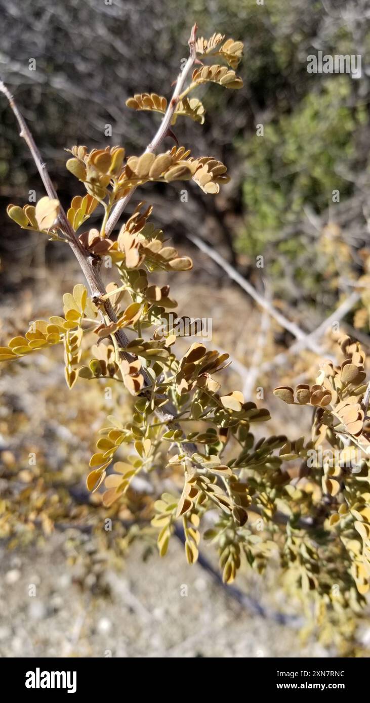 Catclaw Acacia (Senegalia greggii) Plantae Stock Photo - Alamy