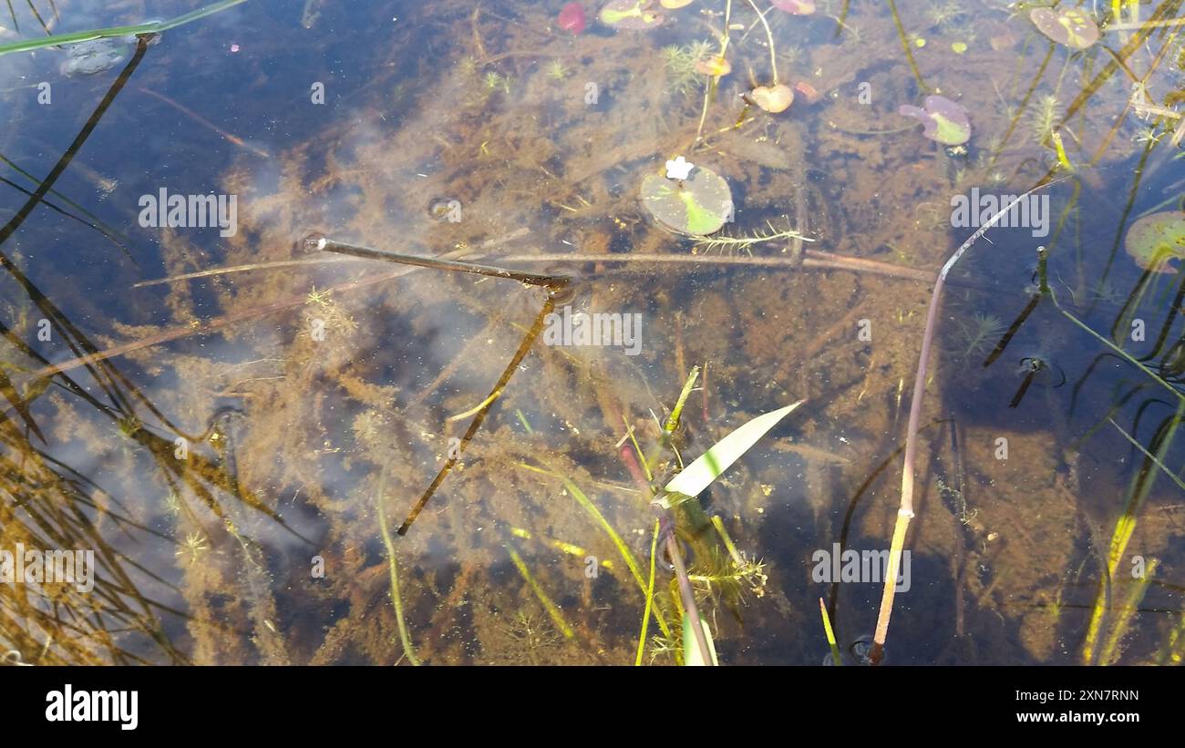 little floatingheart (Nymphoides cordata) Plantae Stock Photo - Alamy