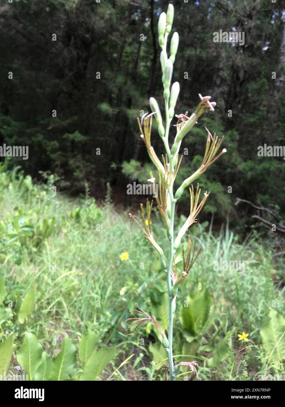 Manfreda virginica hi-res stock photography and images - Alamy