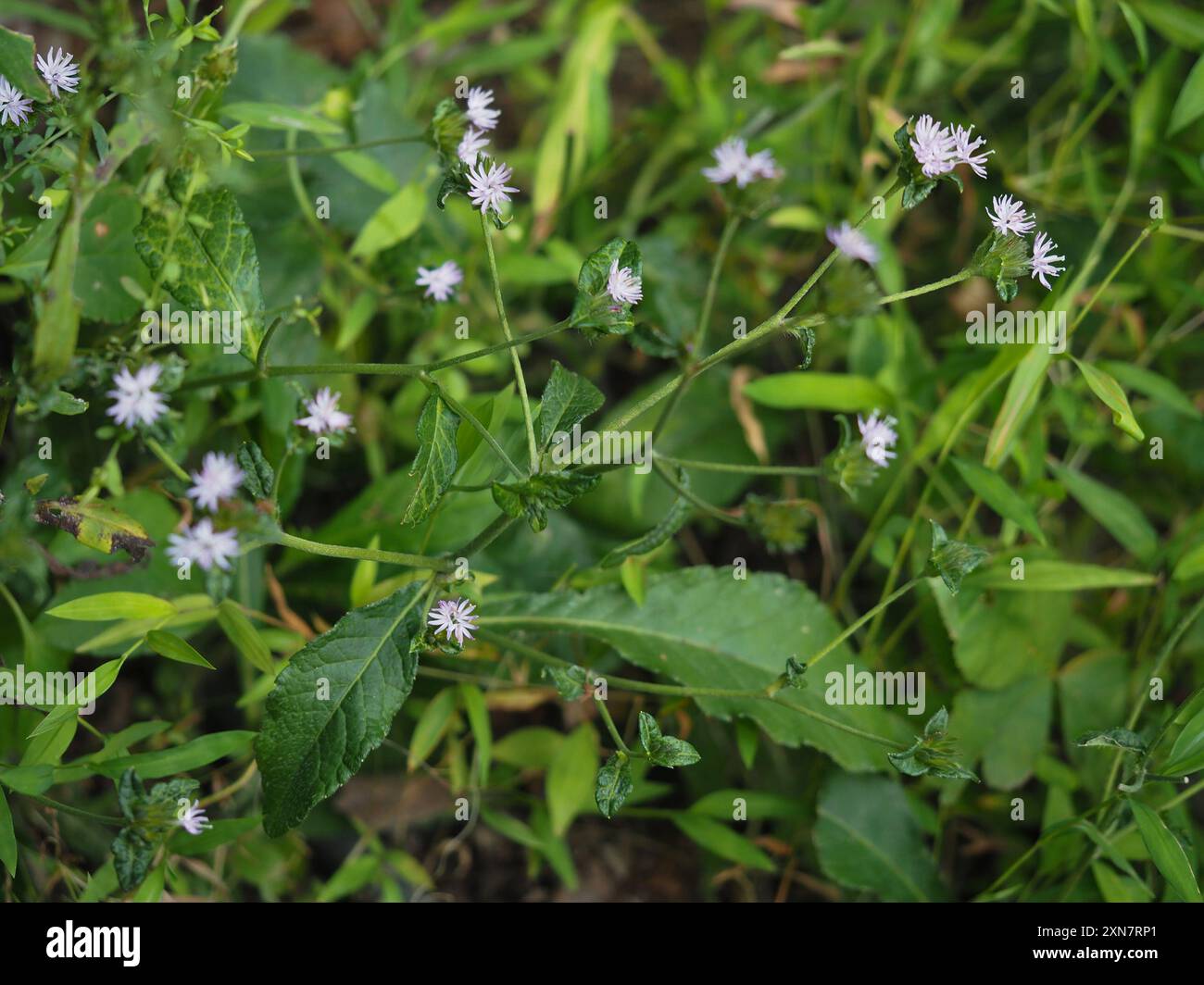 leafy elephant's-foot (Elephantopus carolinianus) Plantae Stock Photo ...