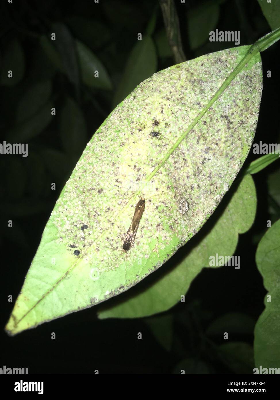 Detritus Moth (Opogona omoscopa) Insecta Stock Photo - Alamy