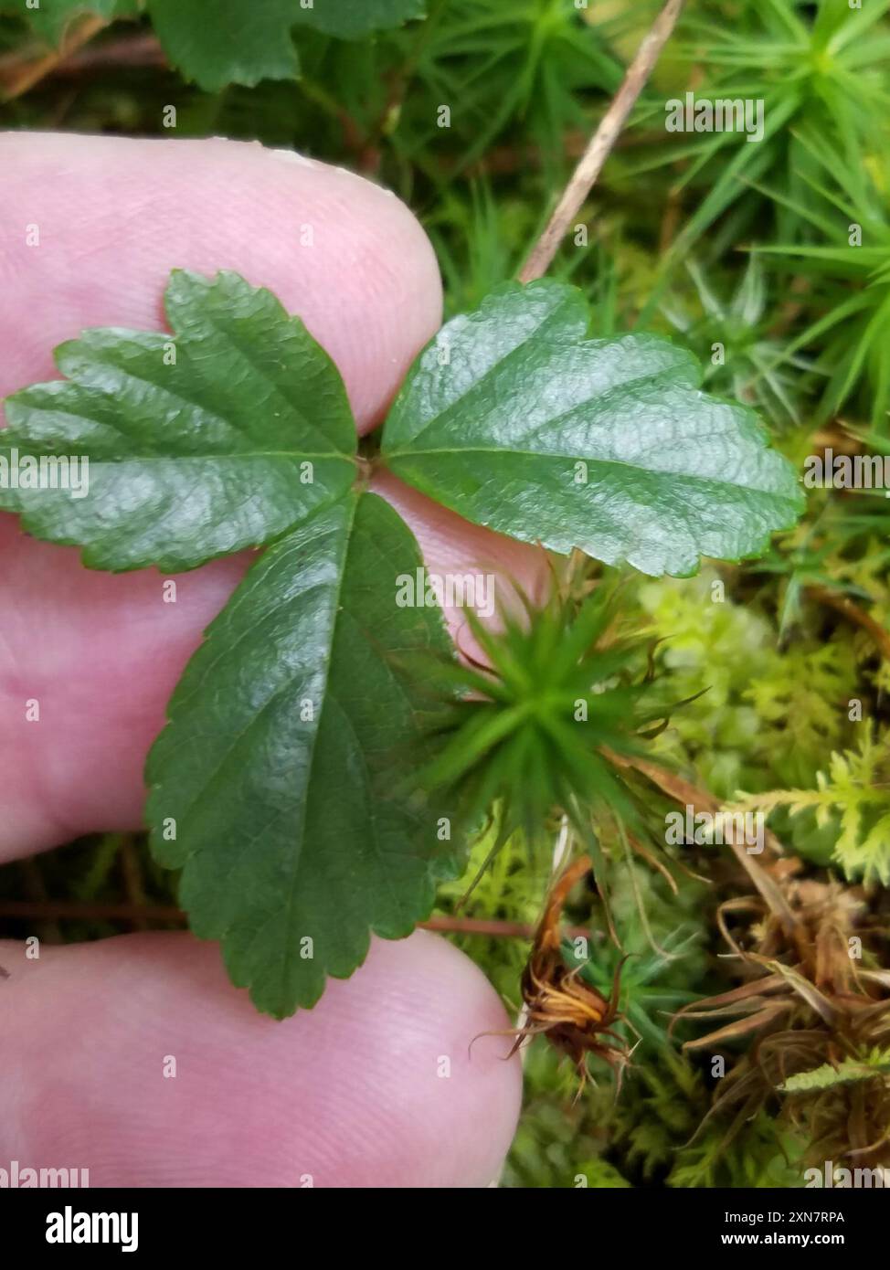 swamp dewberry (Rubus hispidus) Plantae Stock Photo - Alamy