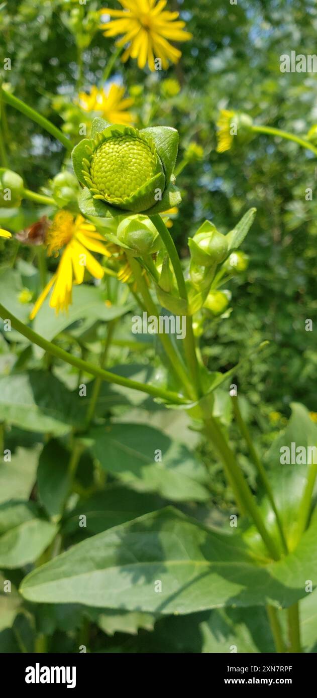 cup plant (Silphium perfoliatum) Plantae Stock Photo - Alamy