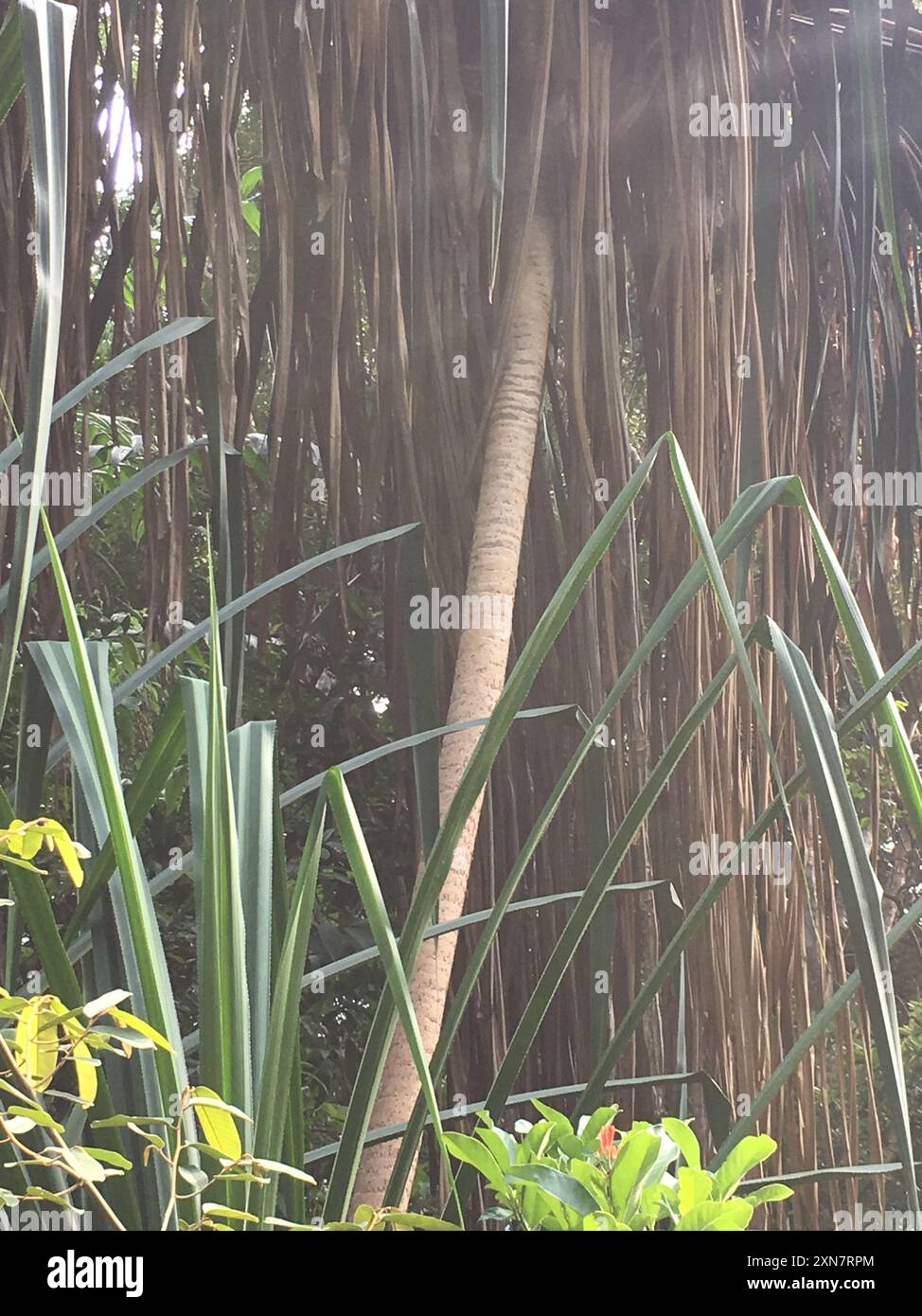 thatch screwpine (Pandanus tectorius) Plantae Stock Photo - Alamy