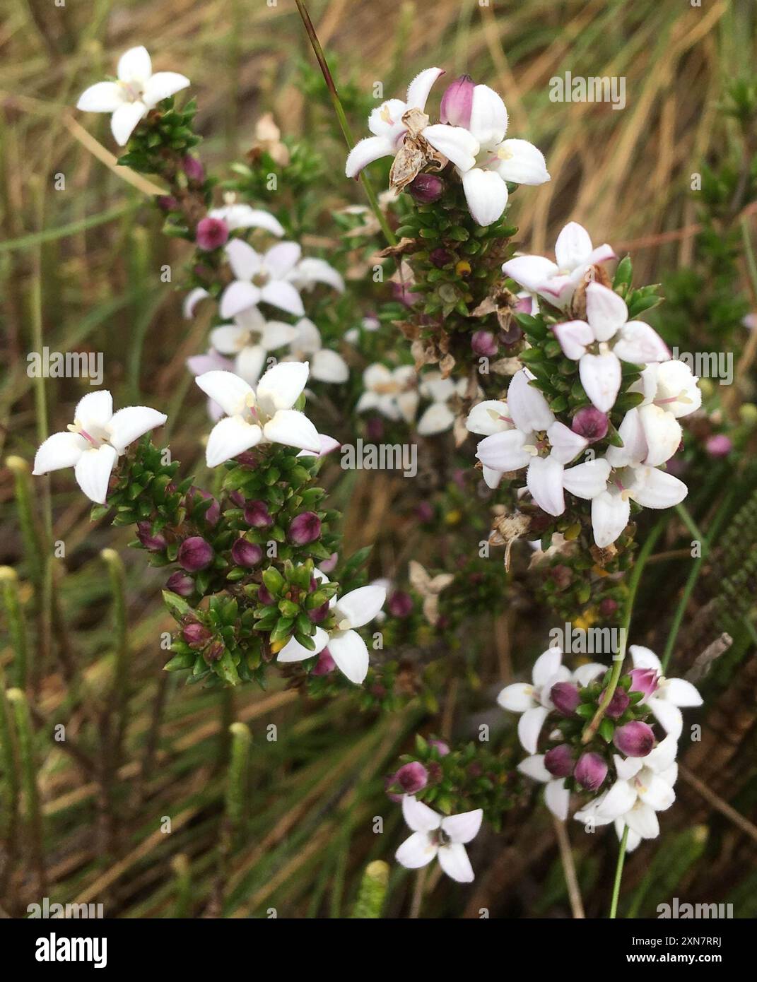 (Arcytophyllum nitidum) Plantae Stock Photo - Alamy