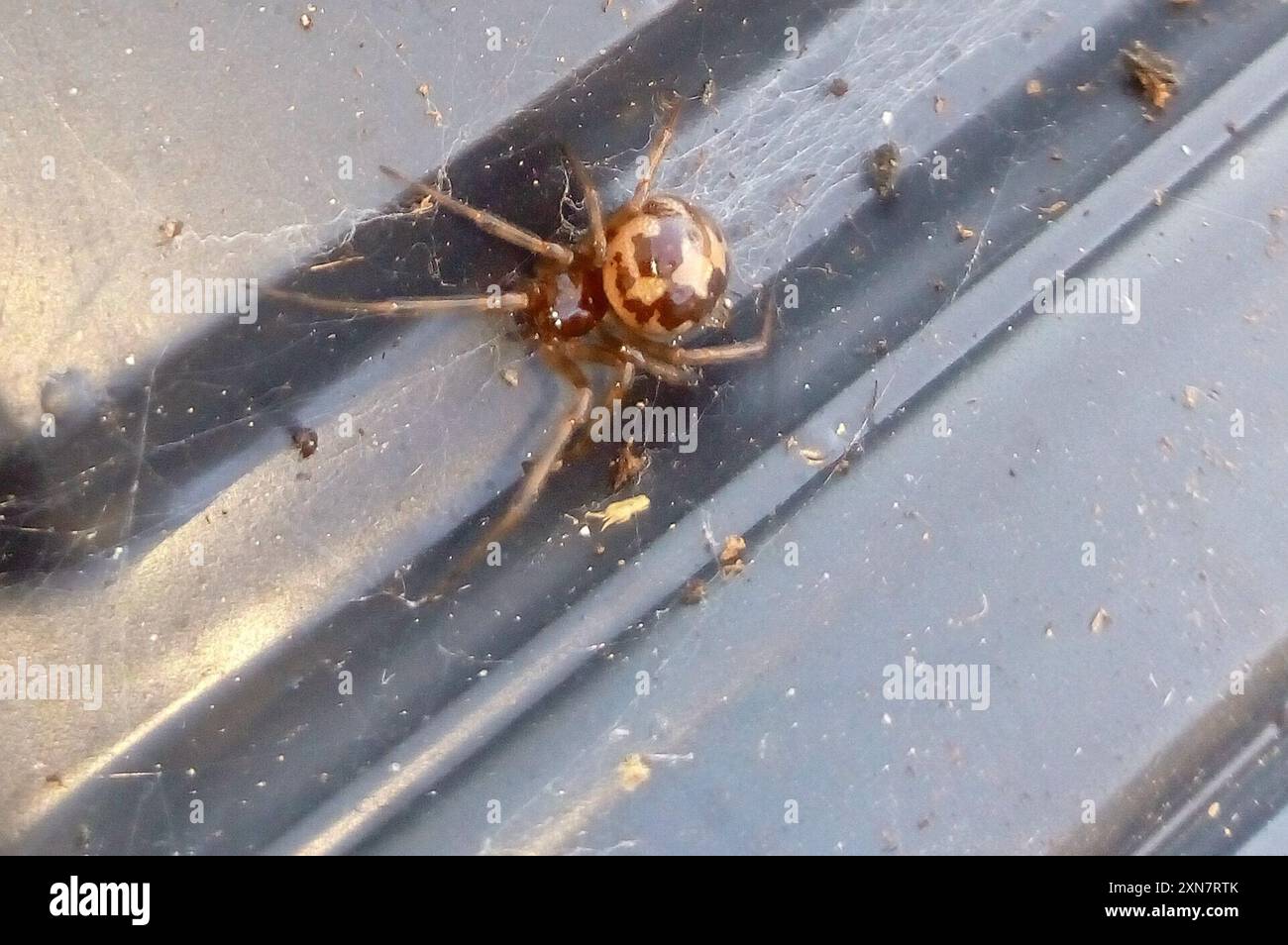 Triangulate Combfoot (Steatoda triangulosa) Arachnida Stock Photo - Alamy