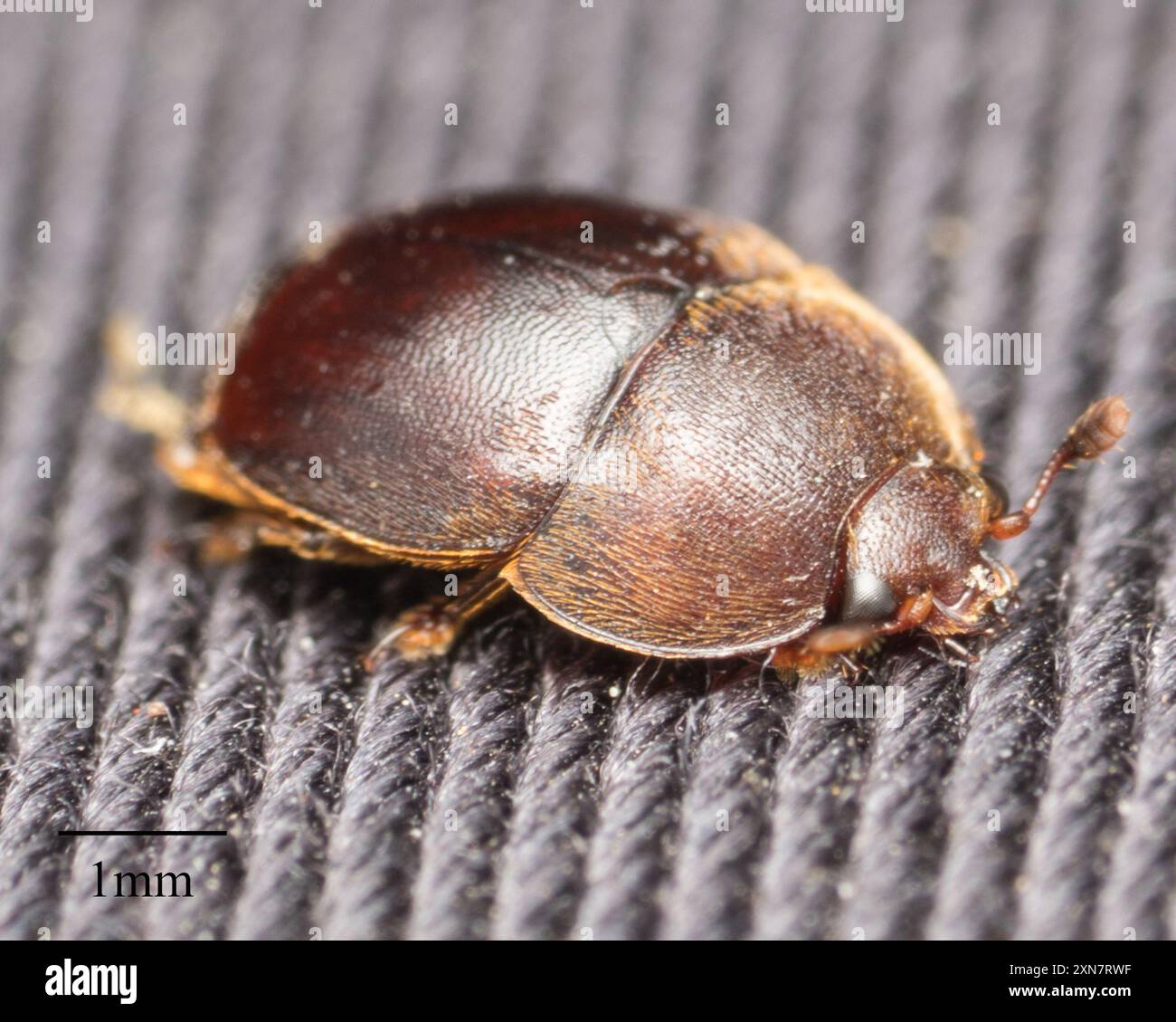 Aethina tumida hi-res stock photography and images - Alamy