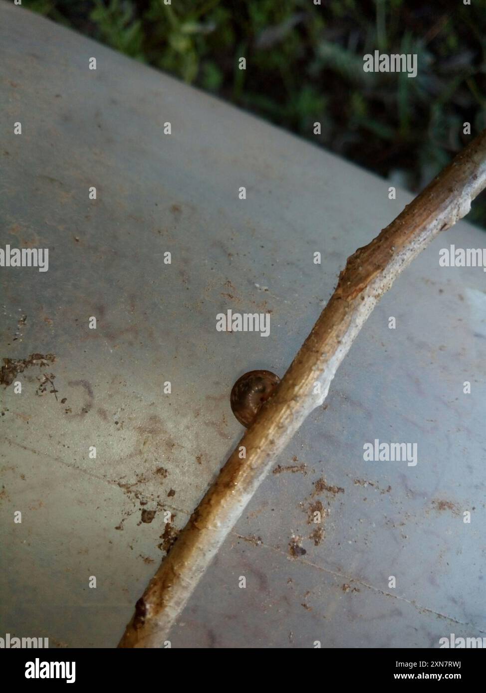 Helicoidea mollusca hi-res stock photography and images - Alamy