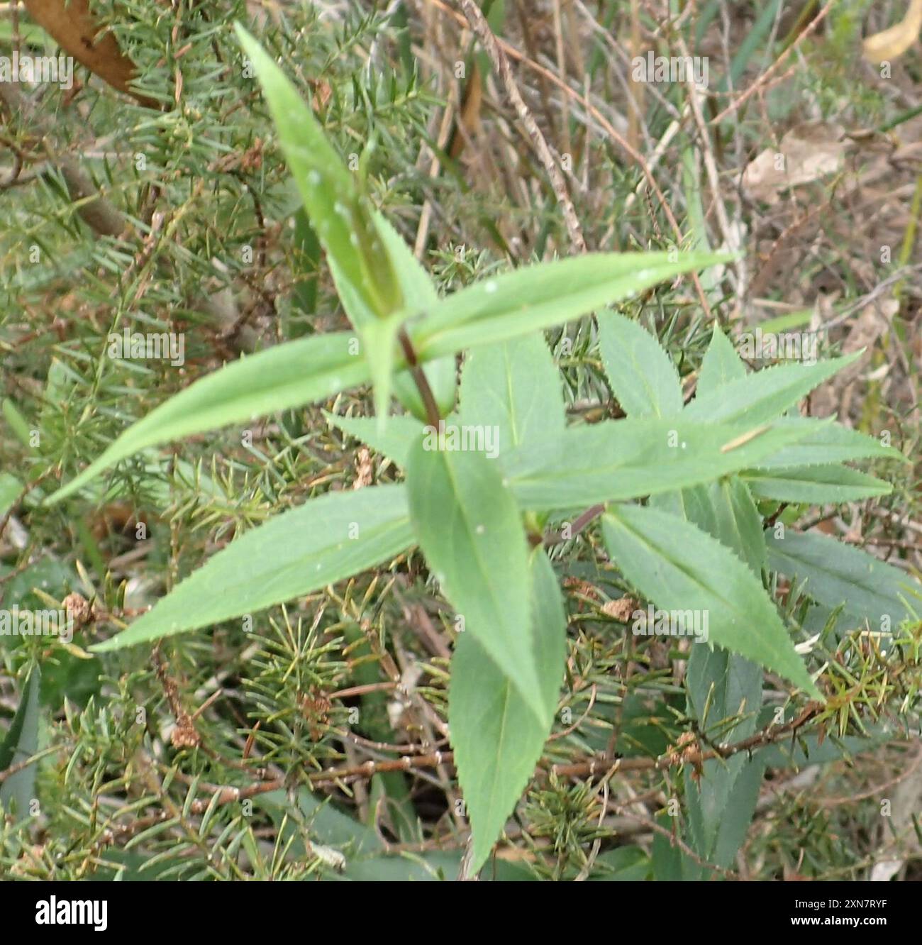 derwent speedwell (Veronica derwentiana) Plantae Stock Photo - Alamy