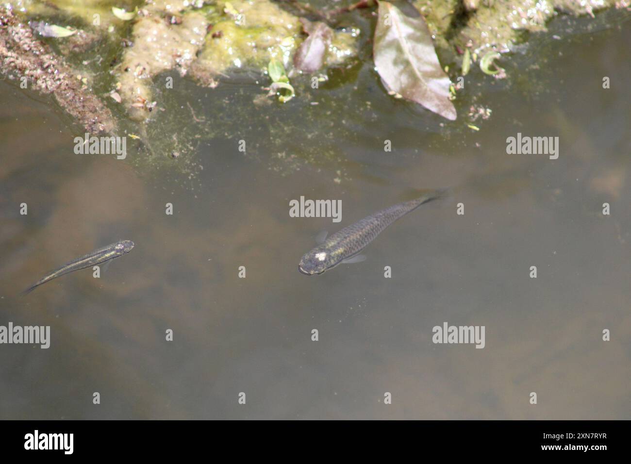 Blackstripe Topminnow (Fundulus notatus) Actinopterygii Stock Photo - Alamy