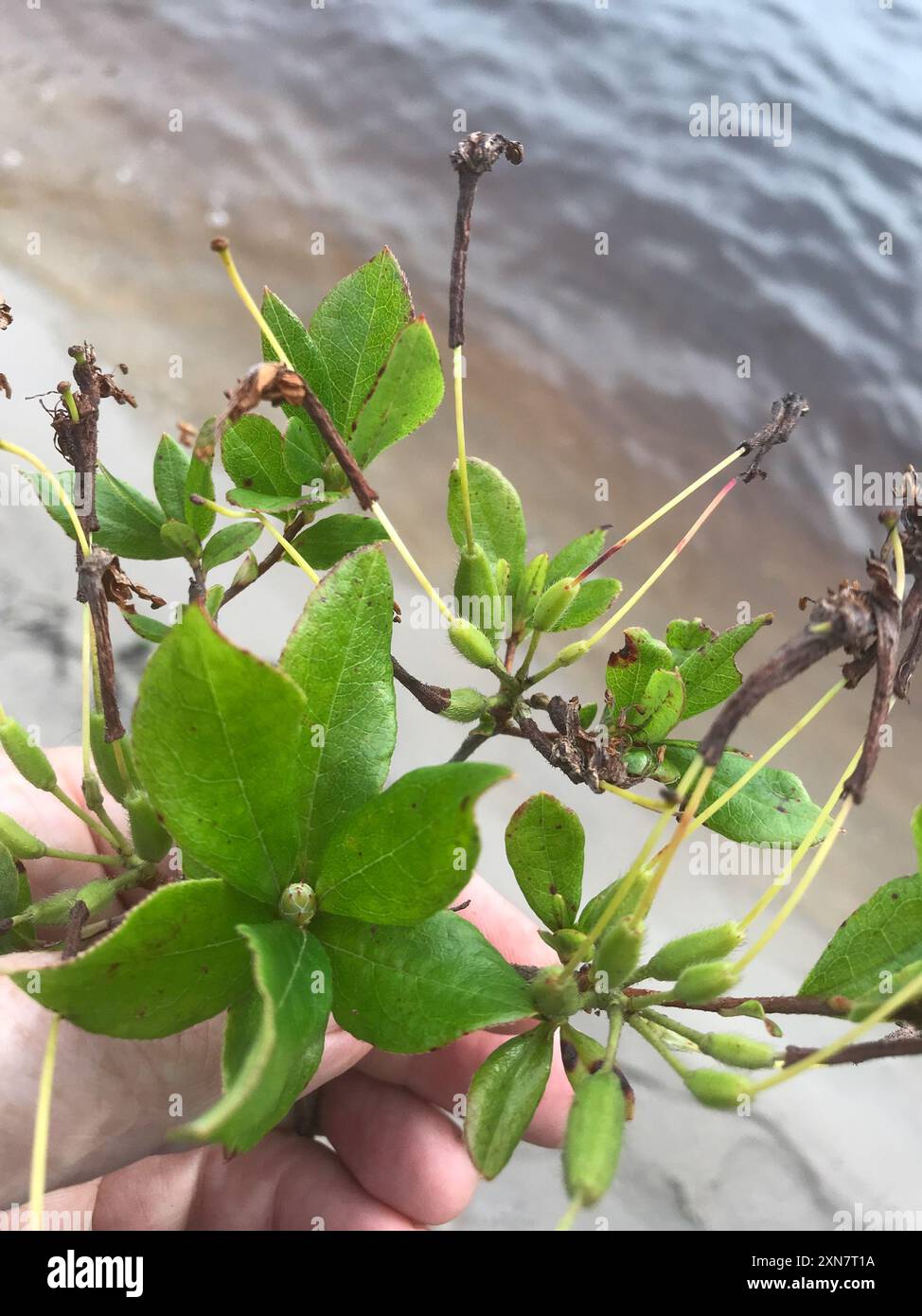 swamp azalea (Rhododendron viscosum) Plantae Stock Photo - Alamy