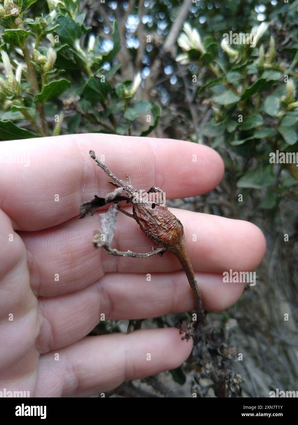 Coyote Brush Stem Gall Moth (Gnorimoschema baccharisella) Insecta Stock ...