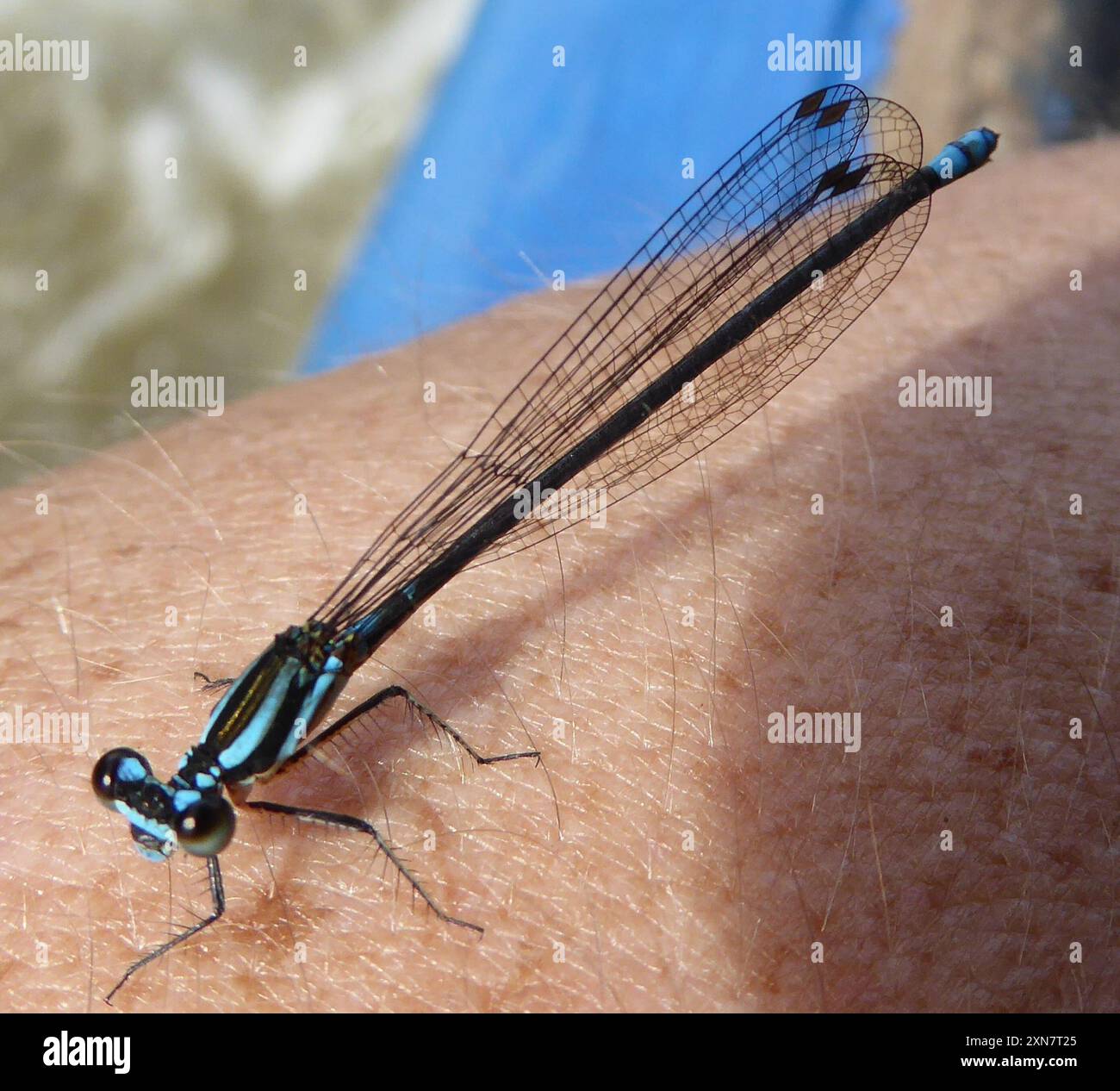 Wedgetails (Acanthagrion) Insecta Stock Photo - Alamy