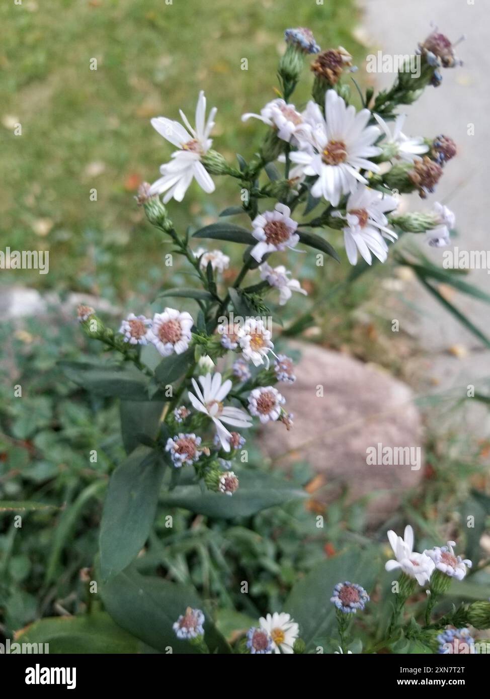 white heath aster (Symphyotrichum ericoides) Plantae Stock Photo - Alamy
