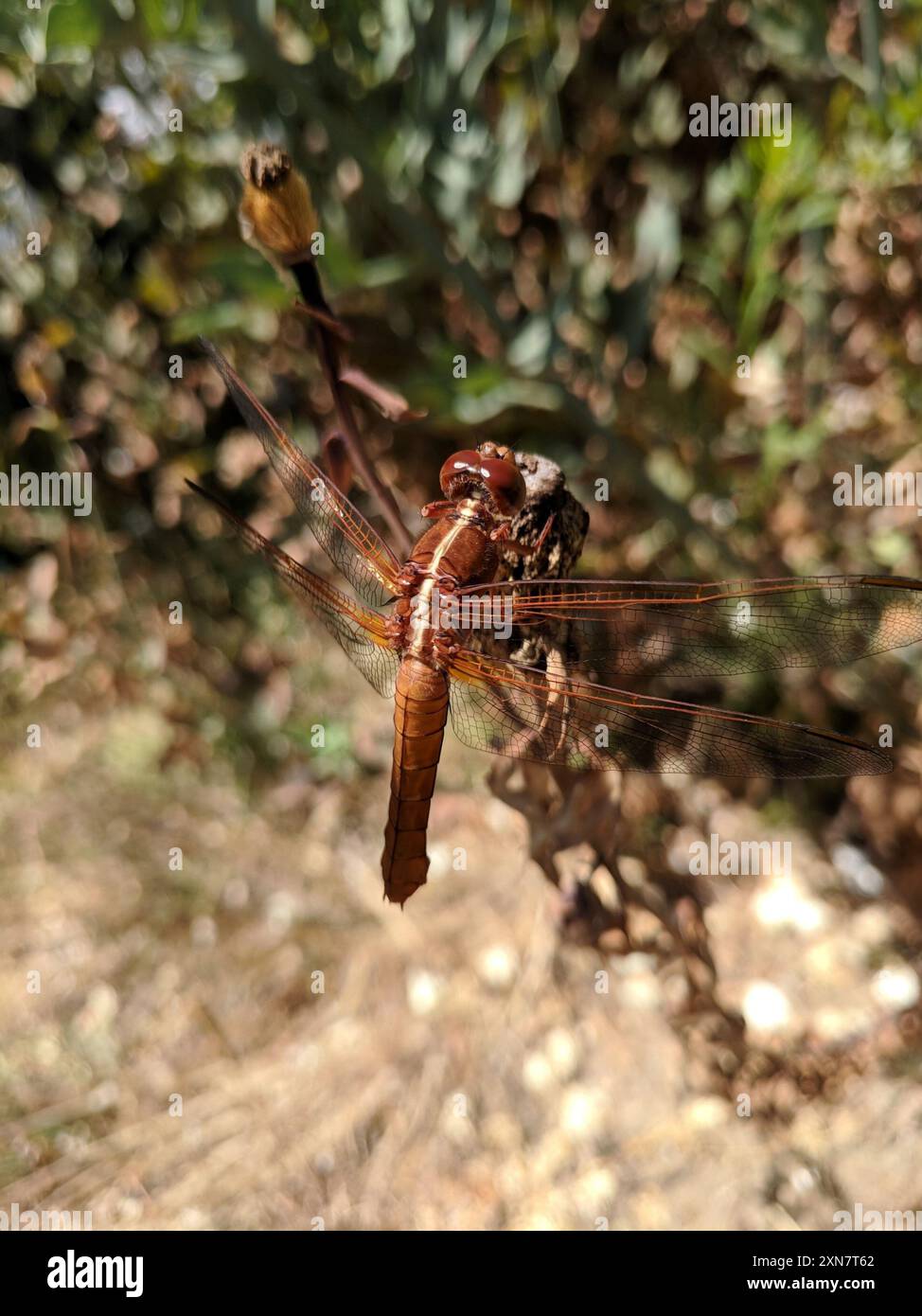 Neon Skimmer (Libellula croceipennis) Insecta Stock Photo - Alamy