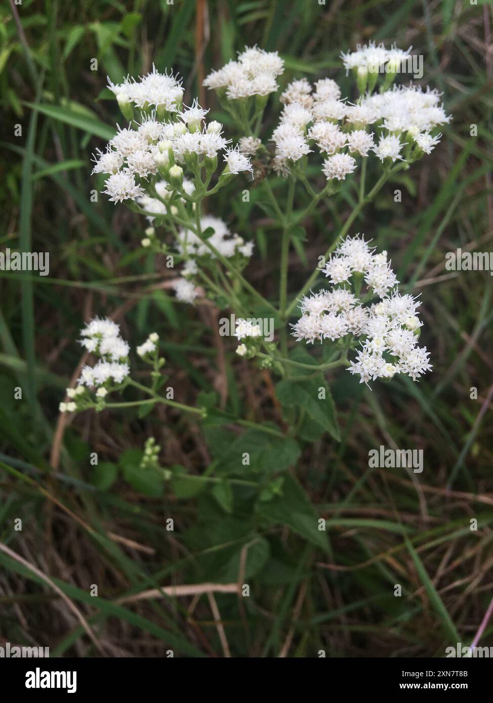 smaller white snakeroot (Ageratina aromatica) Plantae Stock Photo - Alamy
