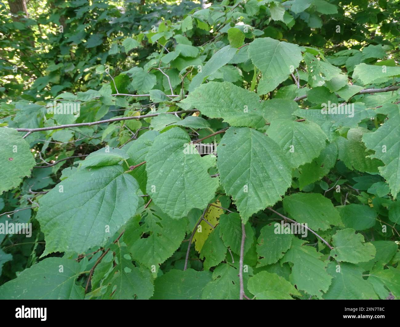 American hazelnut (Corylus americana) Plantae Stock Photo - Alamy