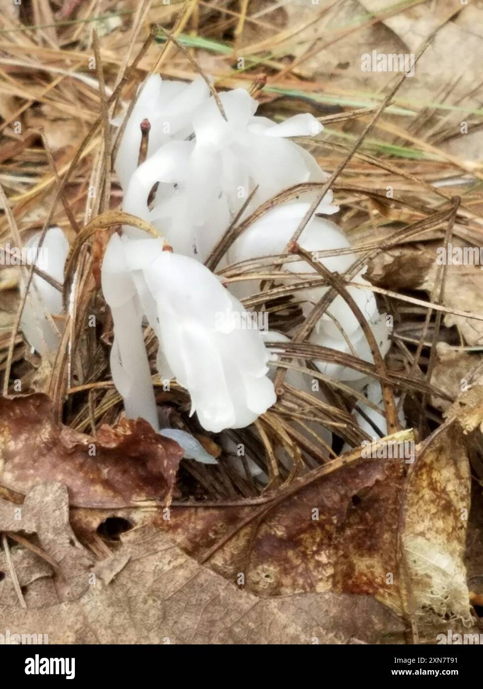 Ghost Pipe (Monotropa uniflora) Plantae Stock Photo - Alamy