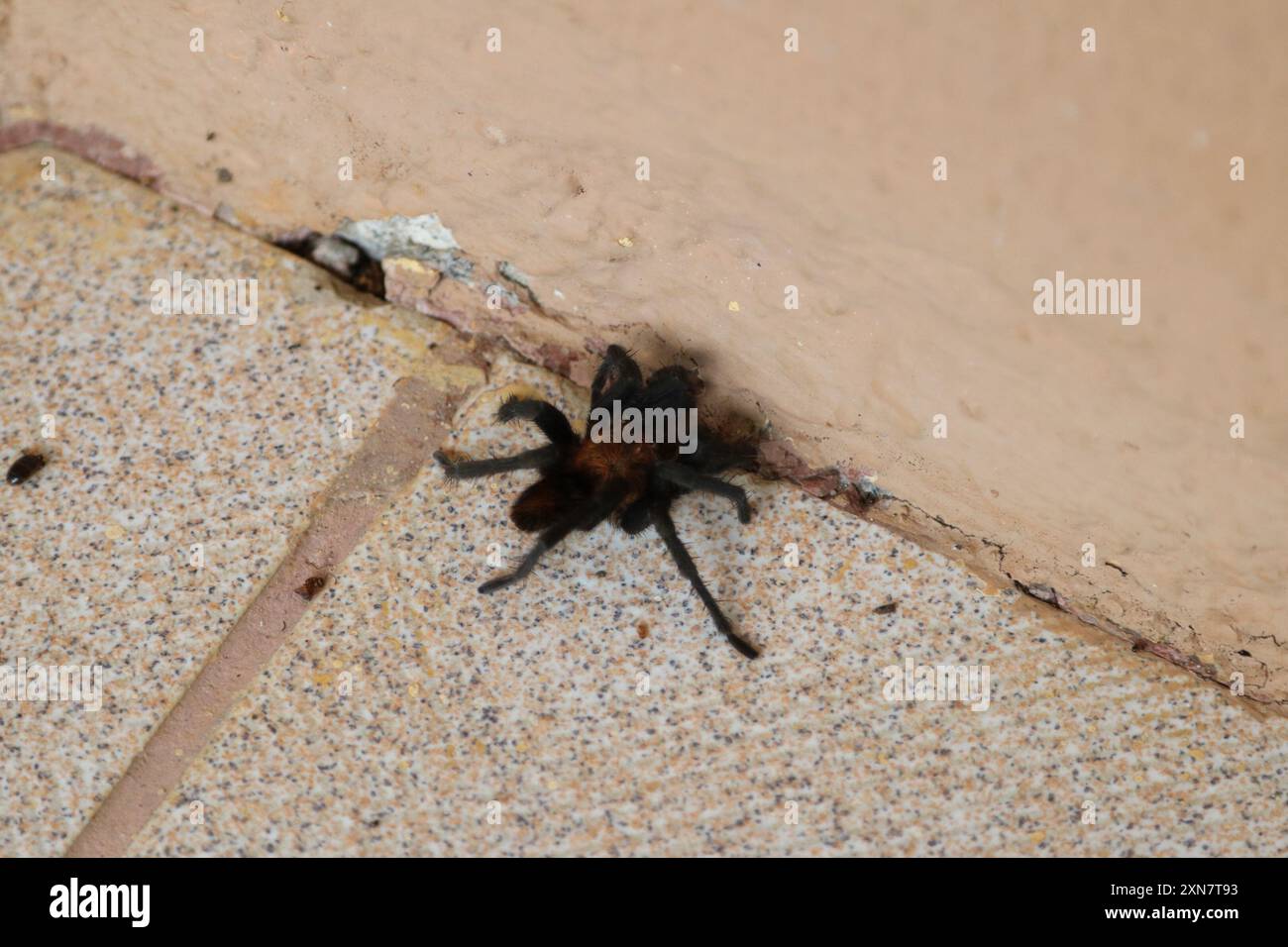 Costa Rican Suntiger Tarantula (Davus ruficeps) Arachnida Stock Photo ...