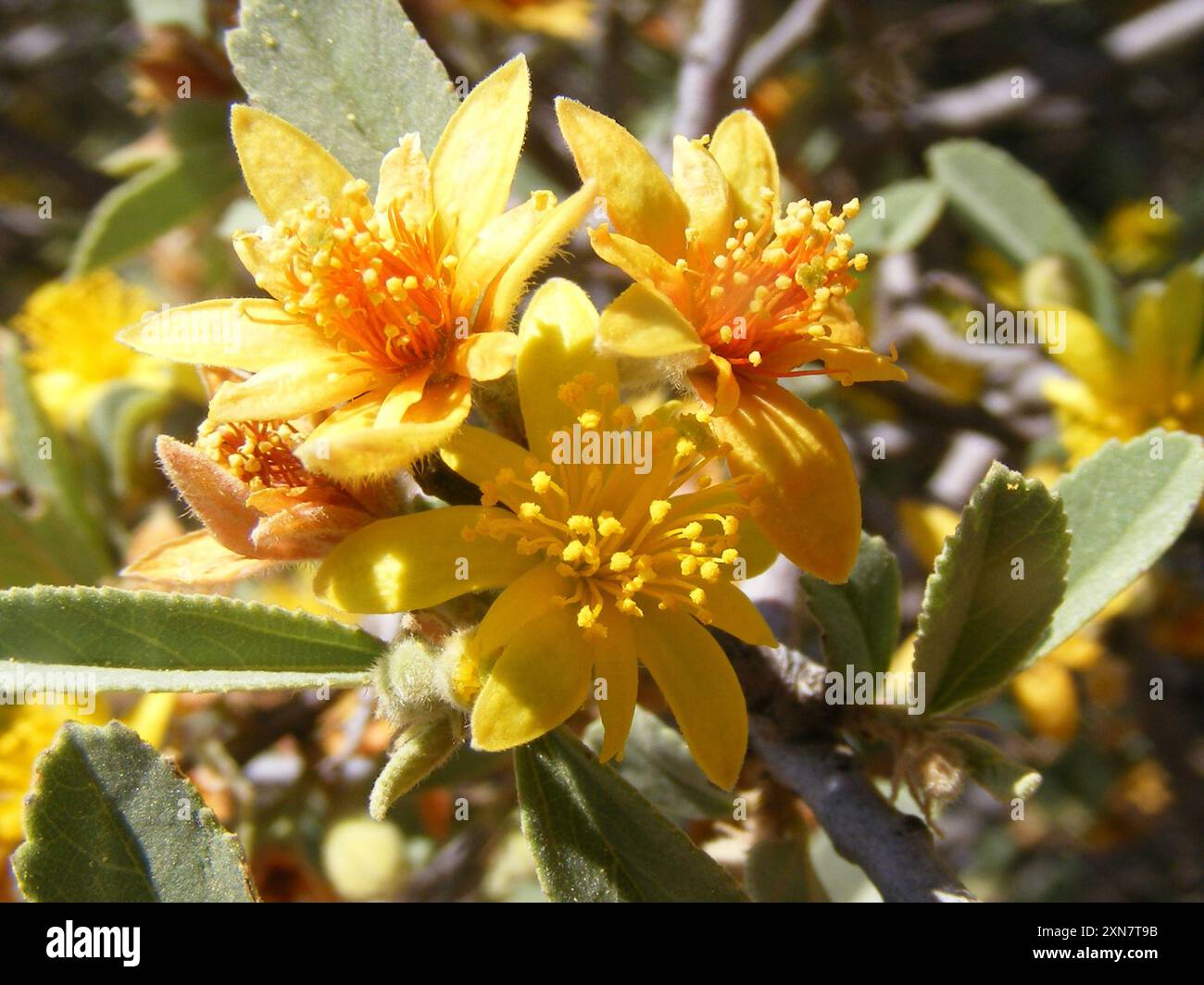 Velvet Raisin (Grewia flava) Plantae Stock Photo - Alamy