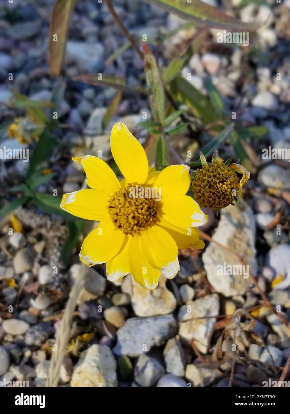 showy goldeneye (Heliomeris multiflora) Plantae Stock Photo - Alamy