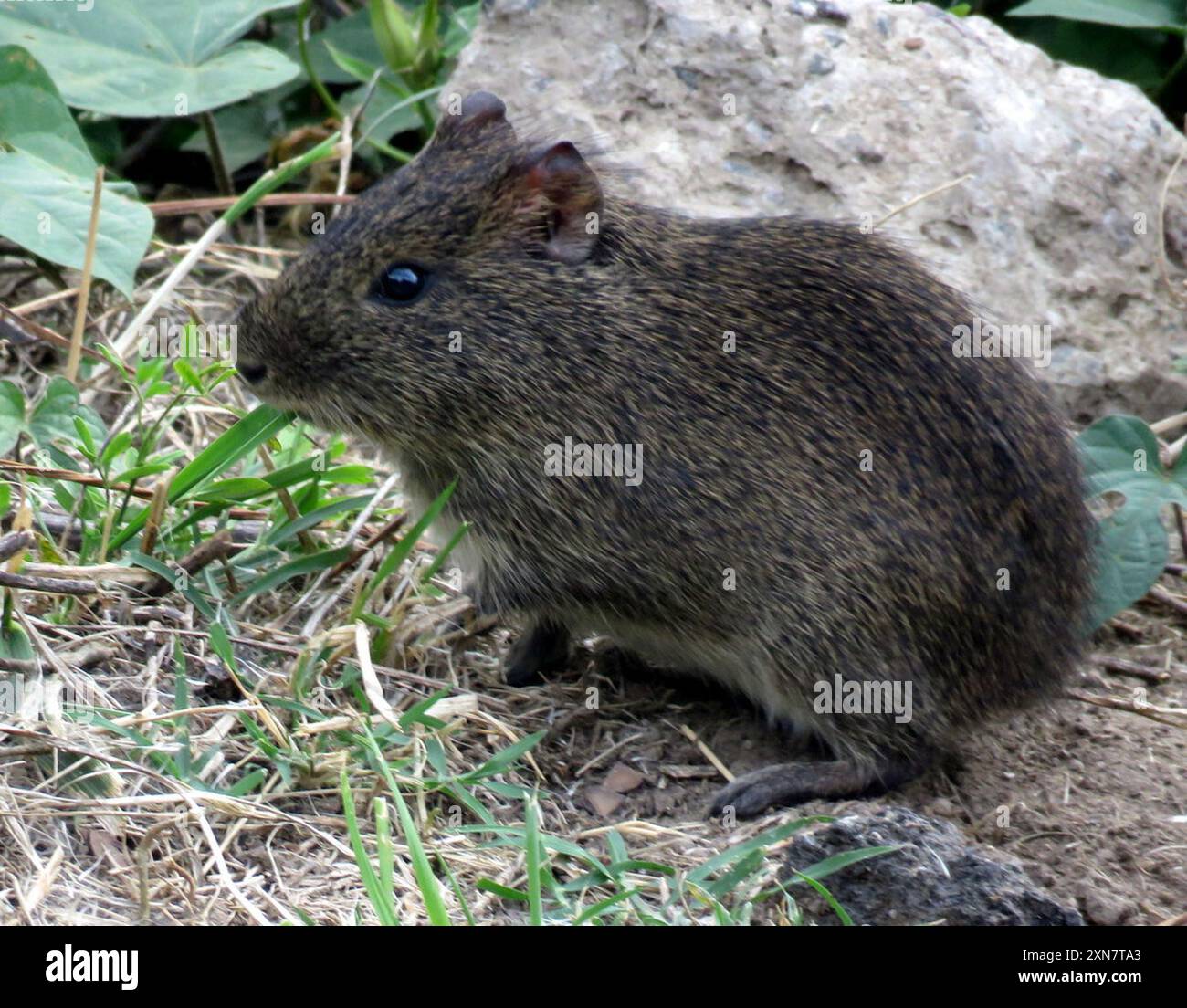 Brazilian guinea pig cavia aperea hi-res stock photography and images ...
