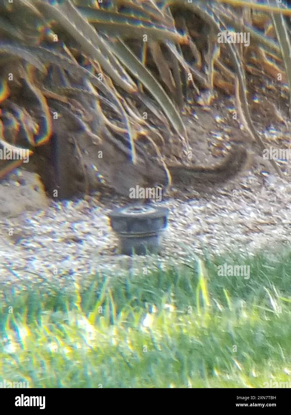 Western Chipmunks (Neotamias) Mammalia Stock Photo - Alamy