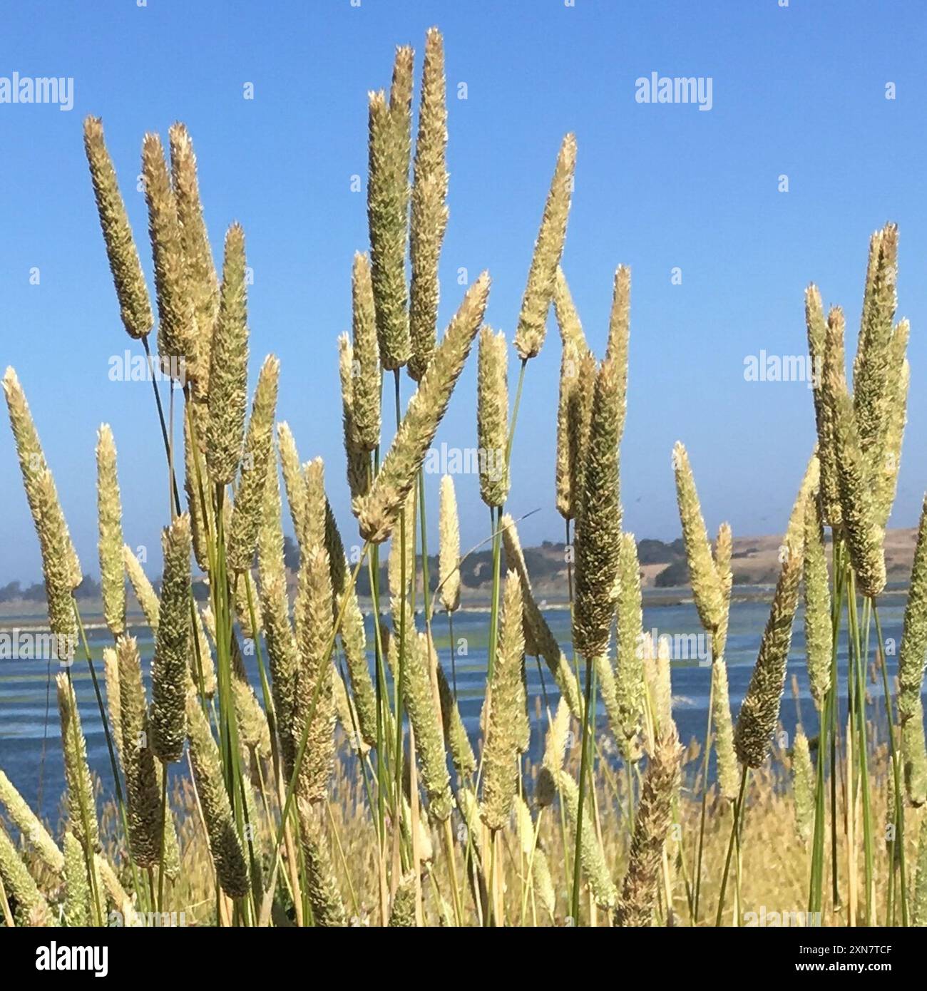 harding grass (Phalaris aquatica) Plantae Stock Photo - Alamy