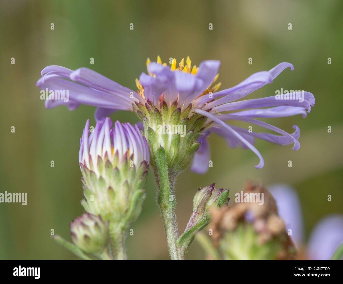 western aster (Symphyotrichum ascendens) Plantae Stock Photo - Alamy