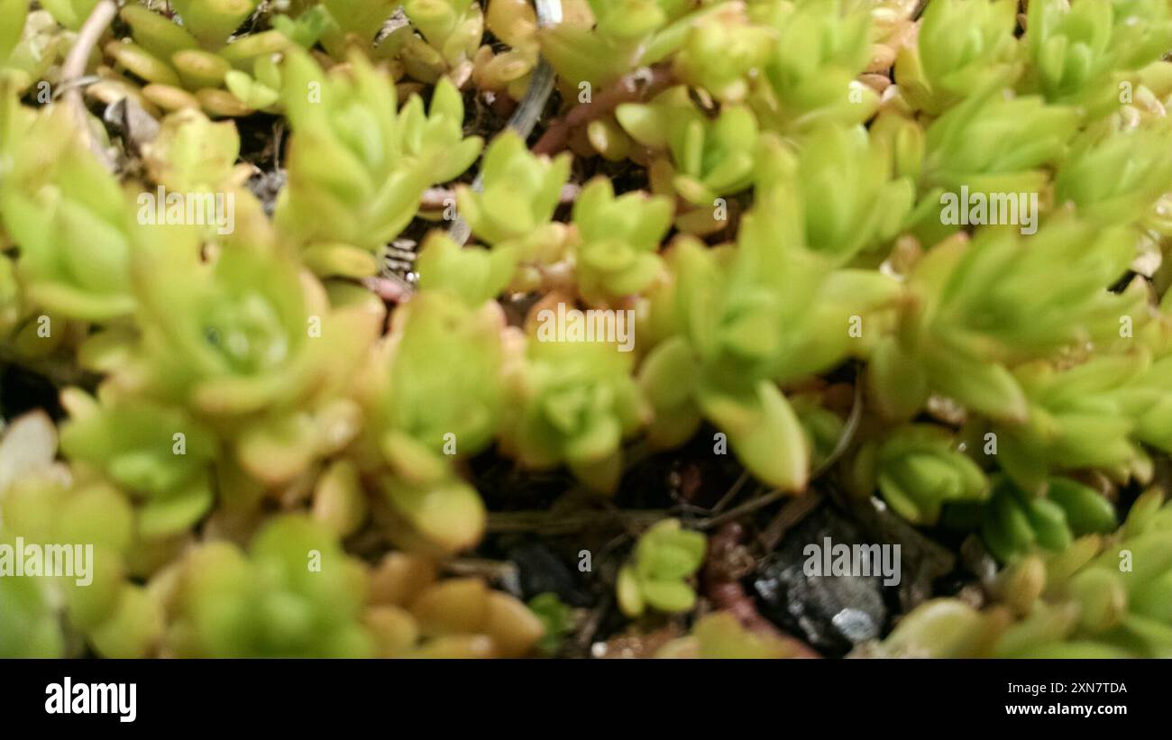 Stringy Stonecrop (Sedum sarmentosum) Plantae Stock Photo - Alamy