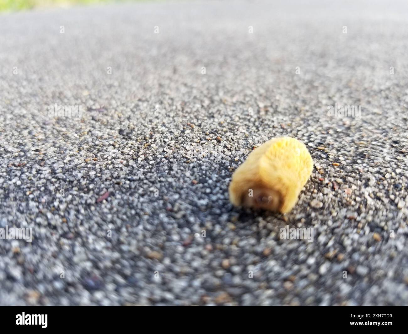 Southern Flannel Moth (Megalopyge opercularis) Insecta Stock Photo - Alamy