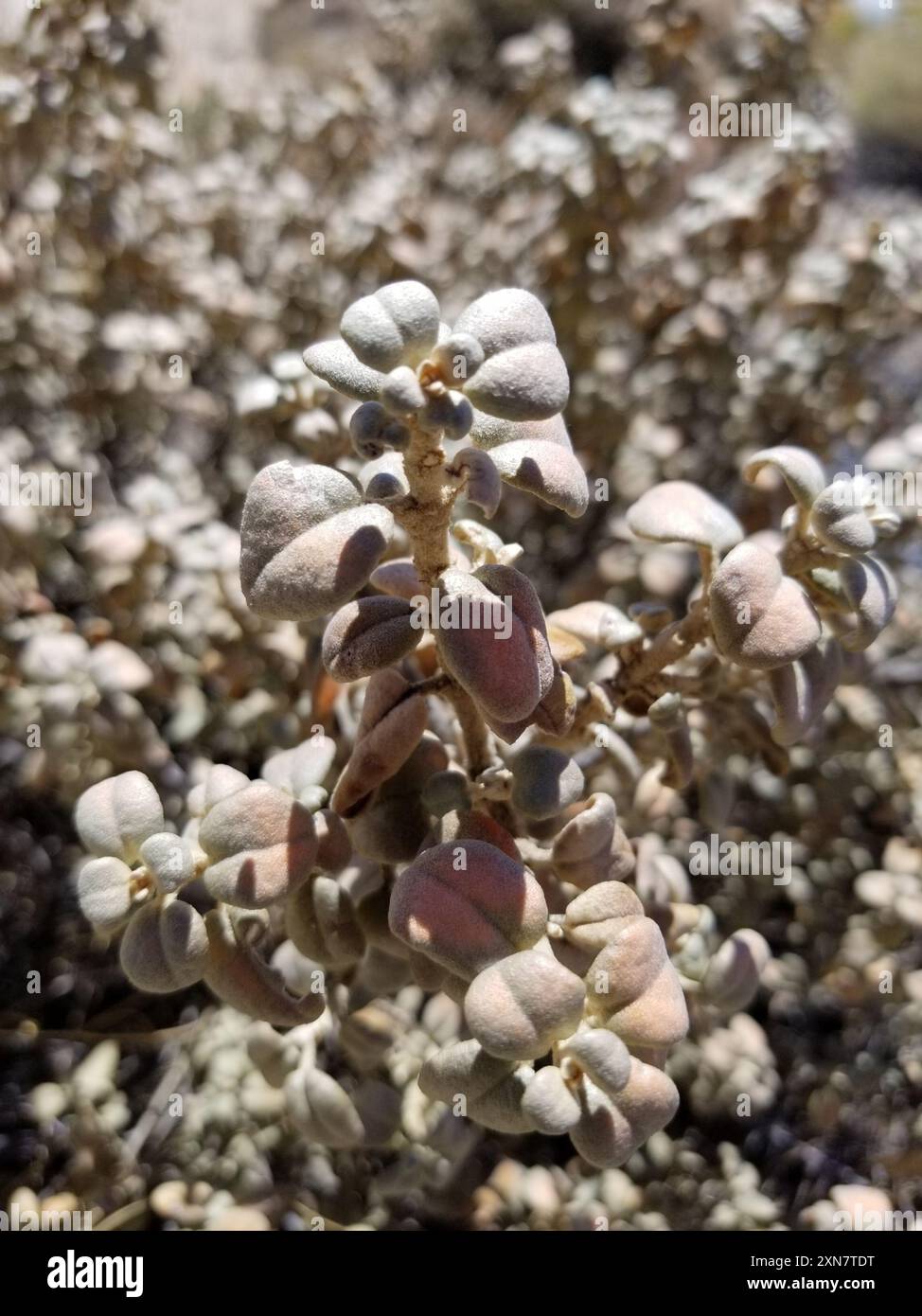 Roundleaf buffaloberry (Shepherdia rotundifolia) Plantae Stock Photo ...