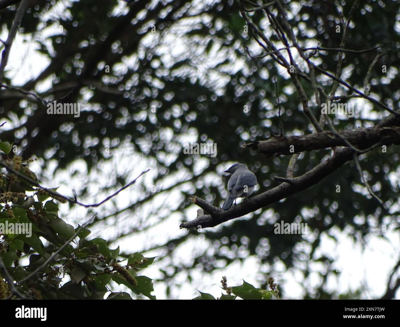 Black-winged Cuckooshrike (Lalage melaschistos) Aves Stock Photo - Alamy
