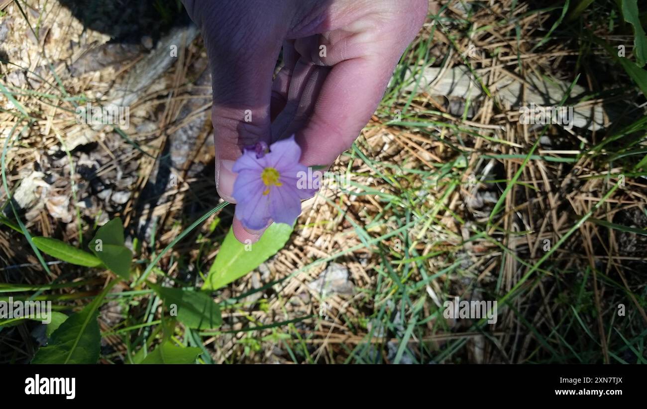inflated grasswidow (Olsynium douglasii inflatum) Plantae Stock Photo ...