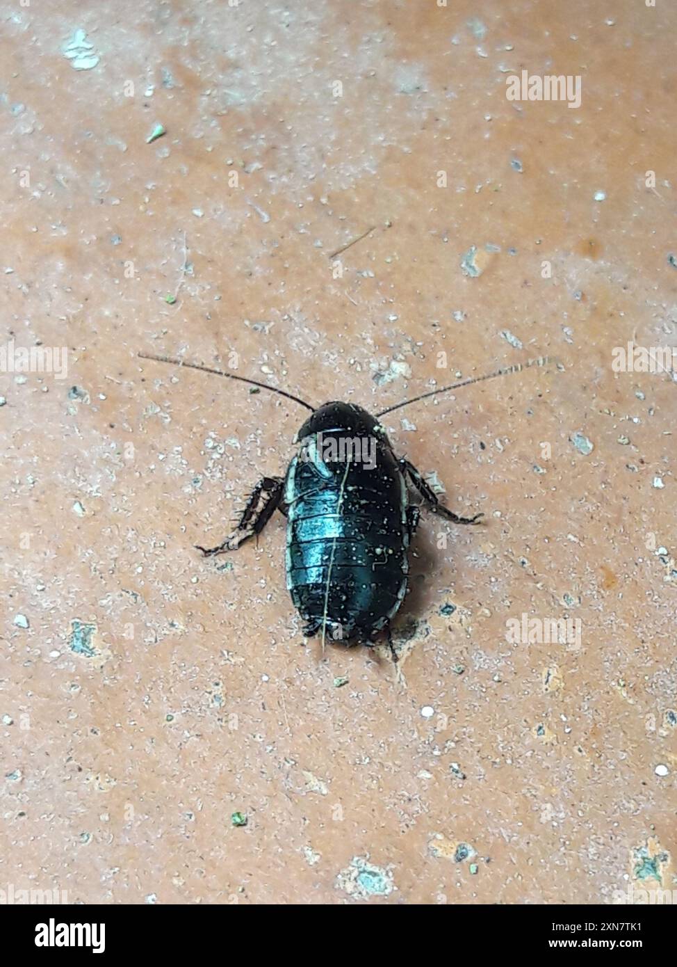 Cockroaches and Termites (Blattodea) Insecta Stock Photo - Alamy