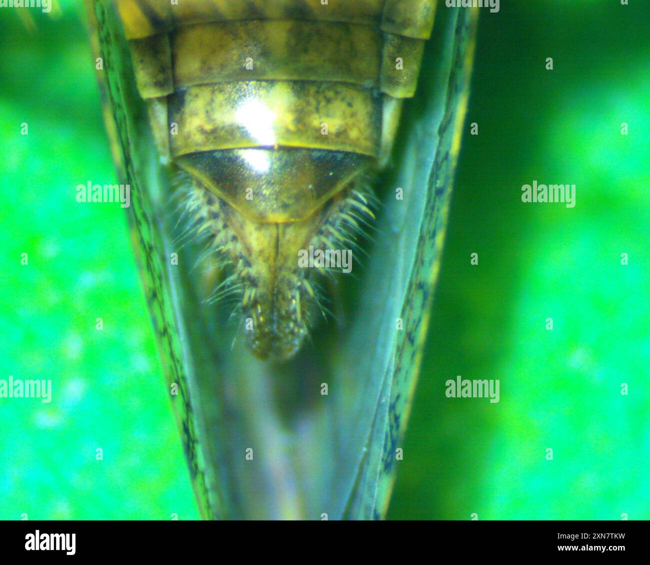 Bespeckled leafhopper hi-res stock photography and images - Alamy