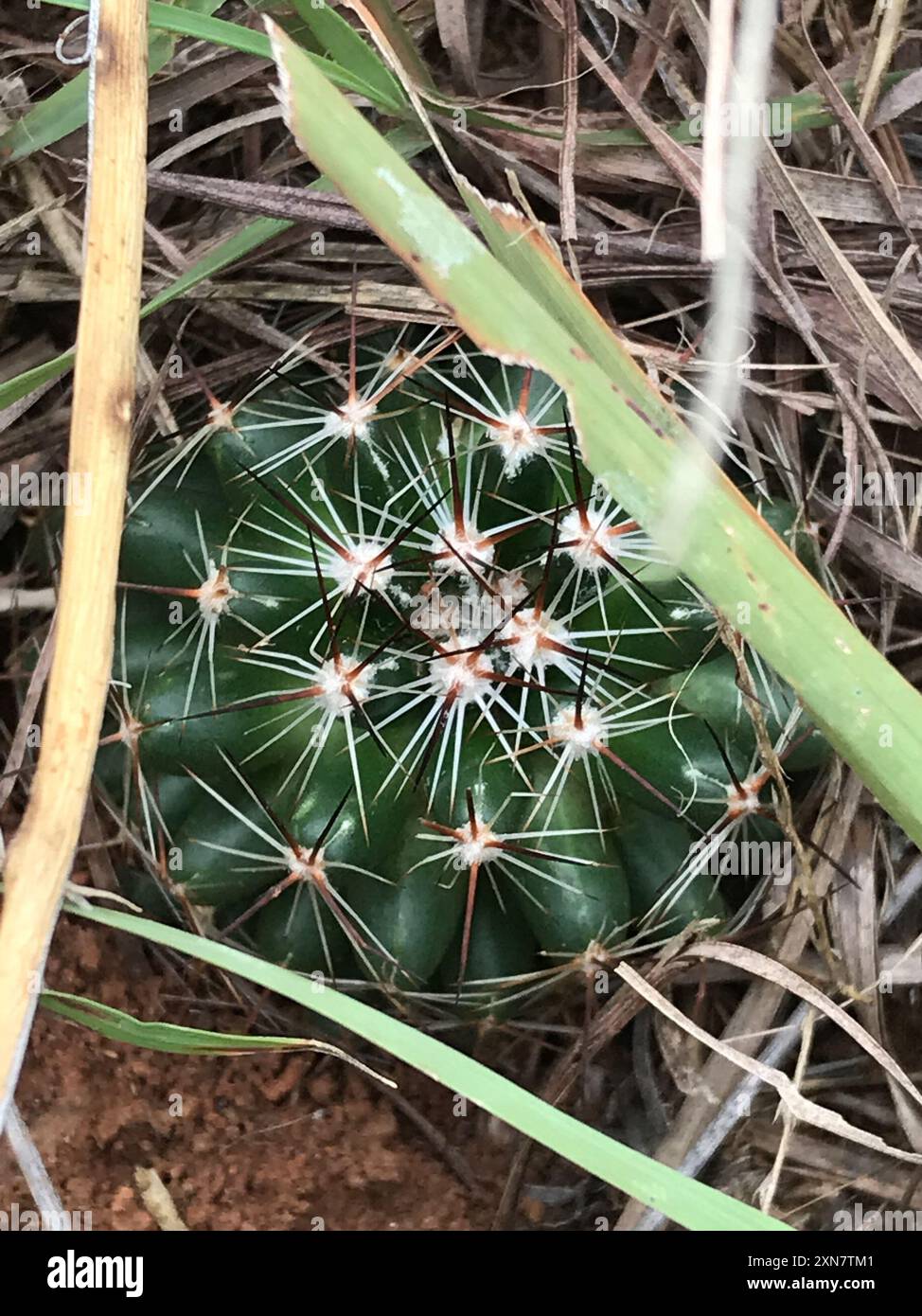 Spinystar (Escobaria vivipara) Plantae Stock Photo - Alamy