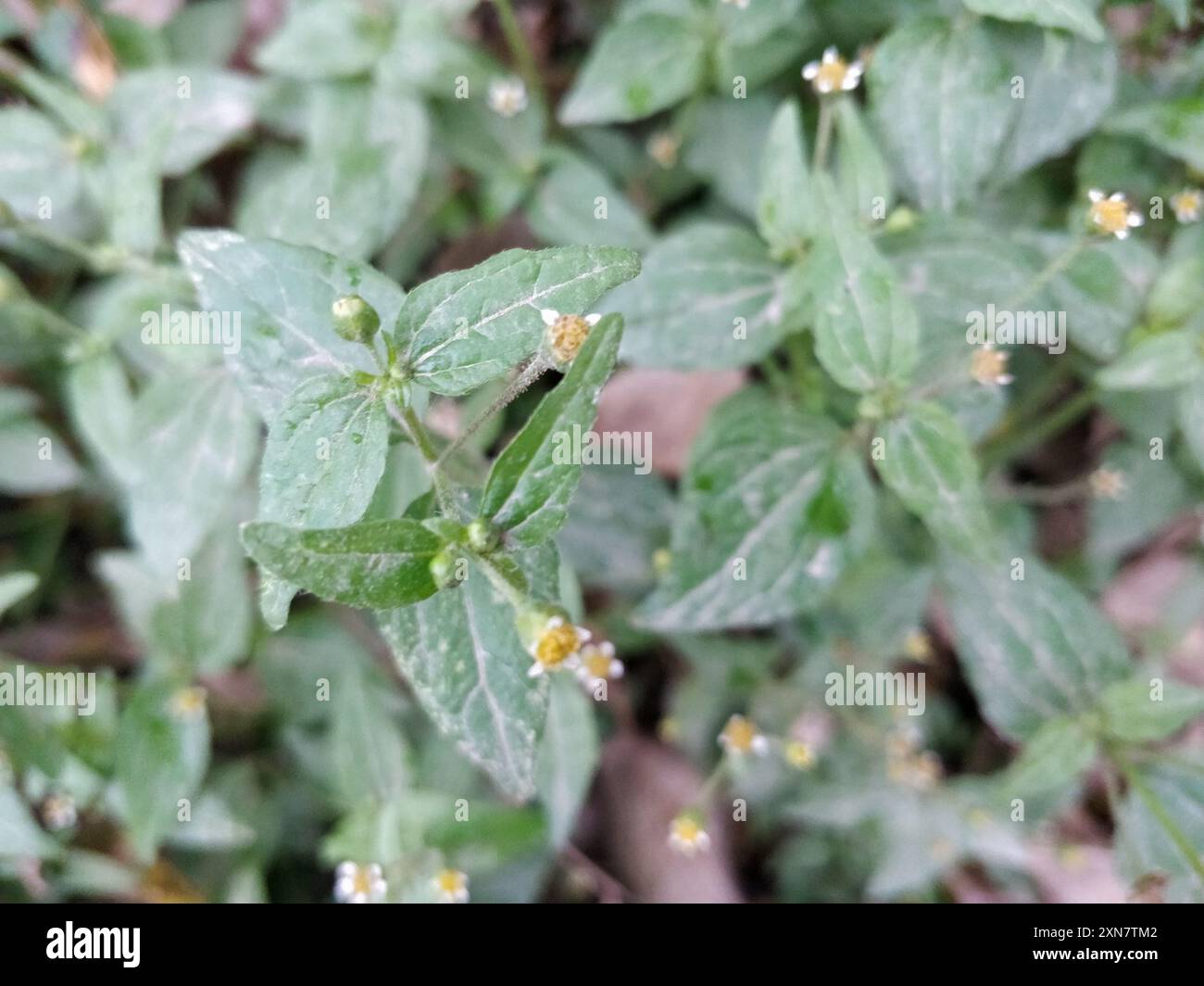 Gallant Soldier (Galinsoga parviflora) Plantae Stock Photo - Alamy