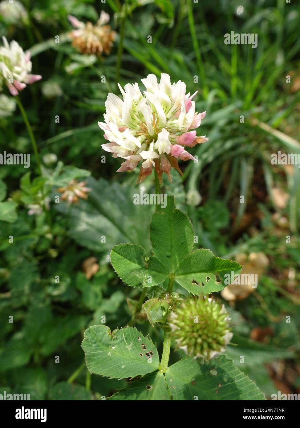 Alsike clover (Trifolium hybridum) Plantae Stock Photo - Alamy