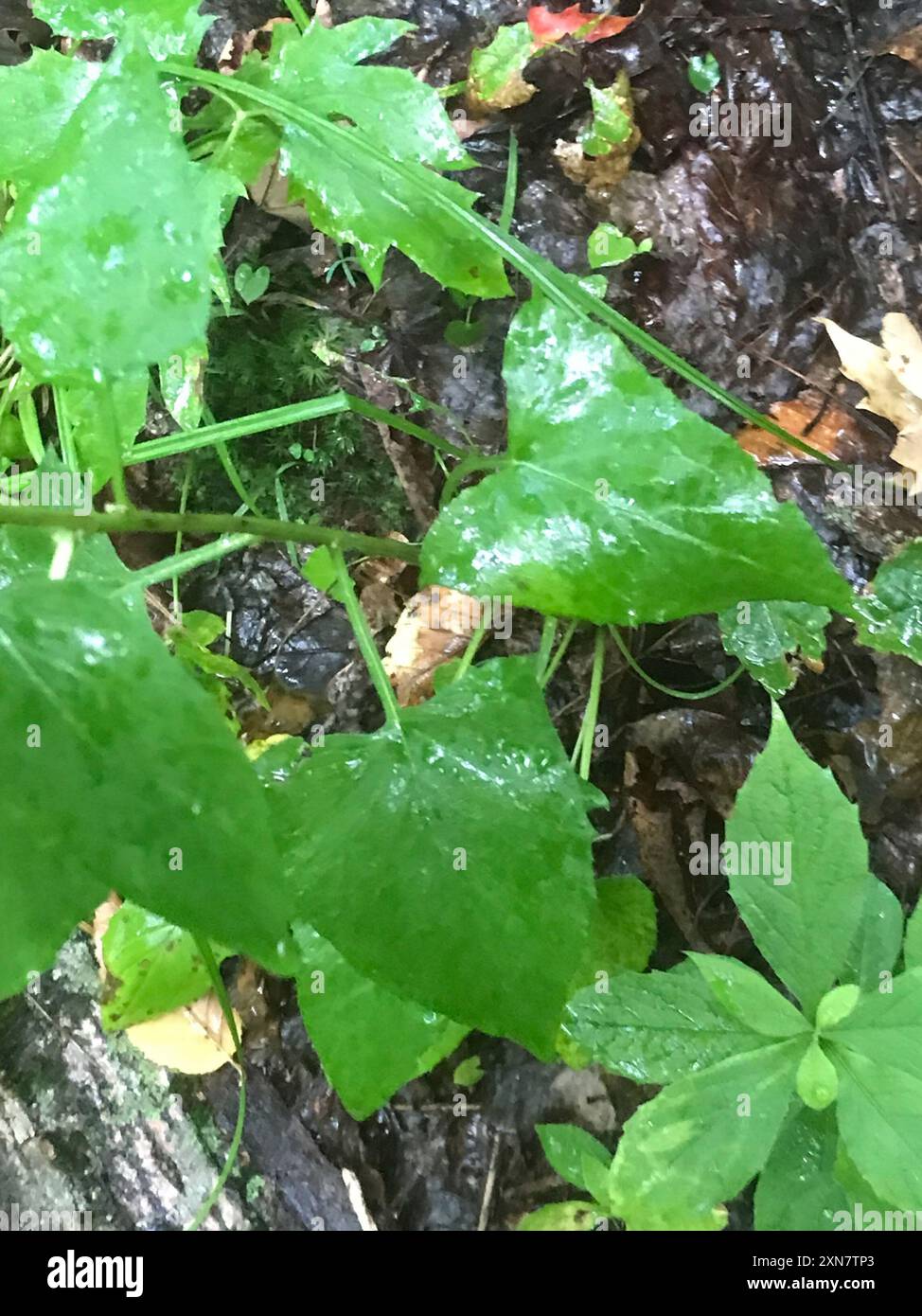 tall rattlesnake root (Nabalus altissimus) Plantae Stock Photo - Alamy