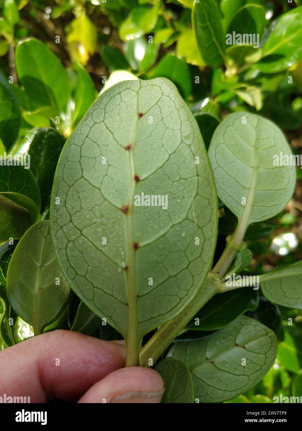 Taupata (Coprosma repens) Plantae Stock Photo - Alamy