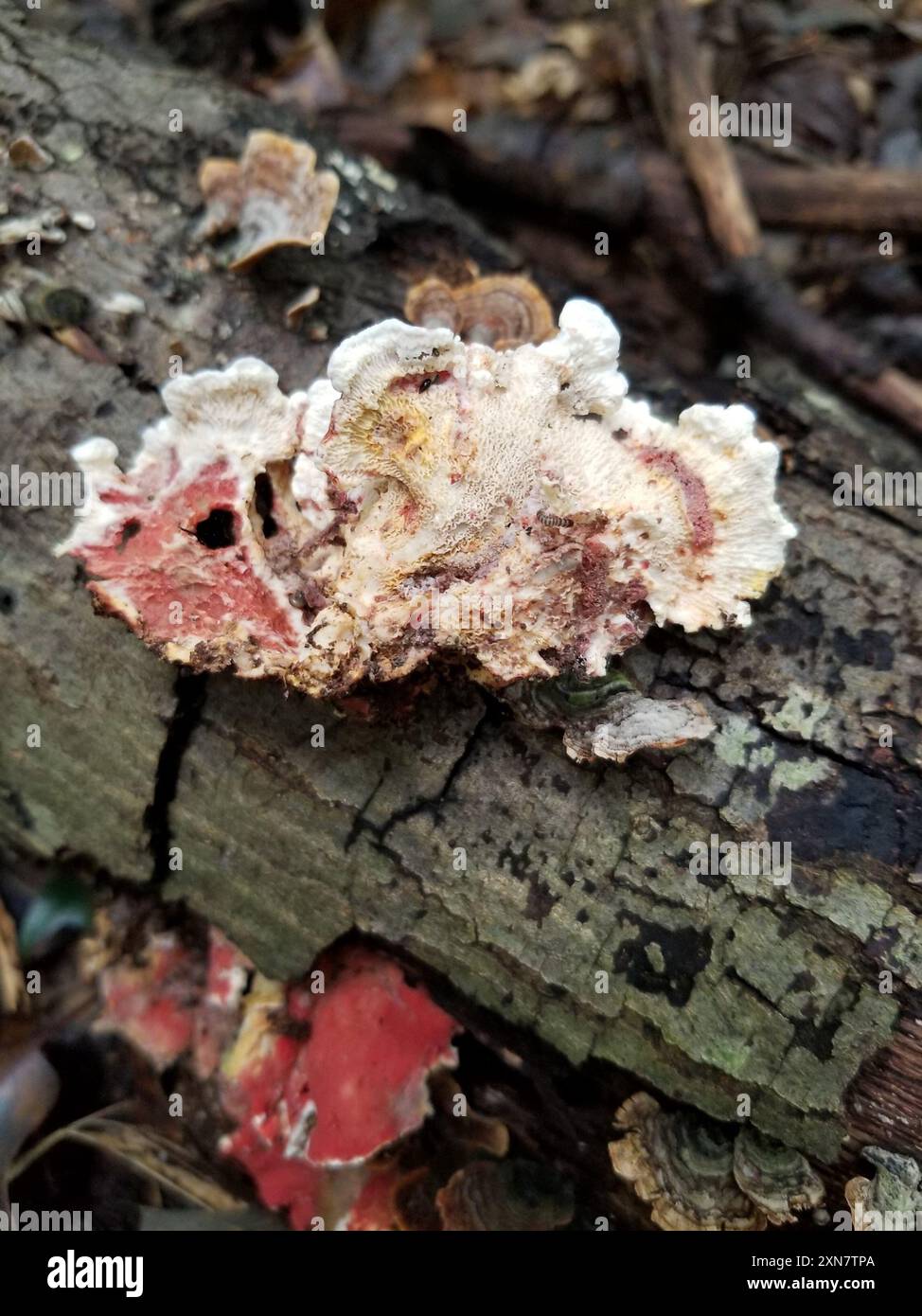 Coral pink merulius hi-res stock photography and images - Alamy