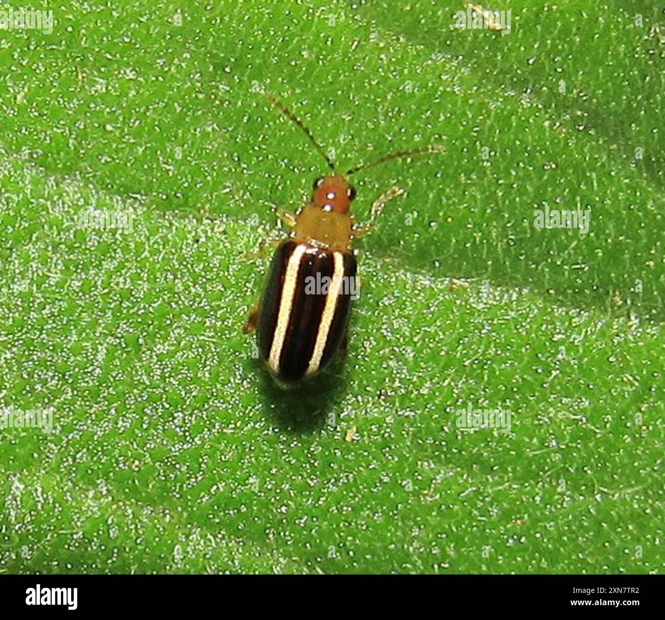 Systena hi-res stock photography and images - Alamy