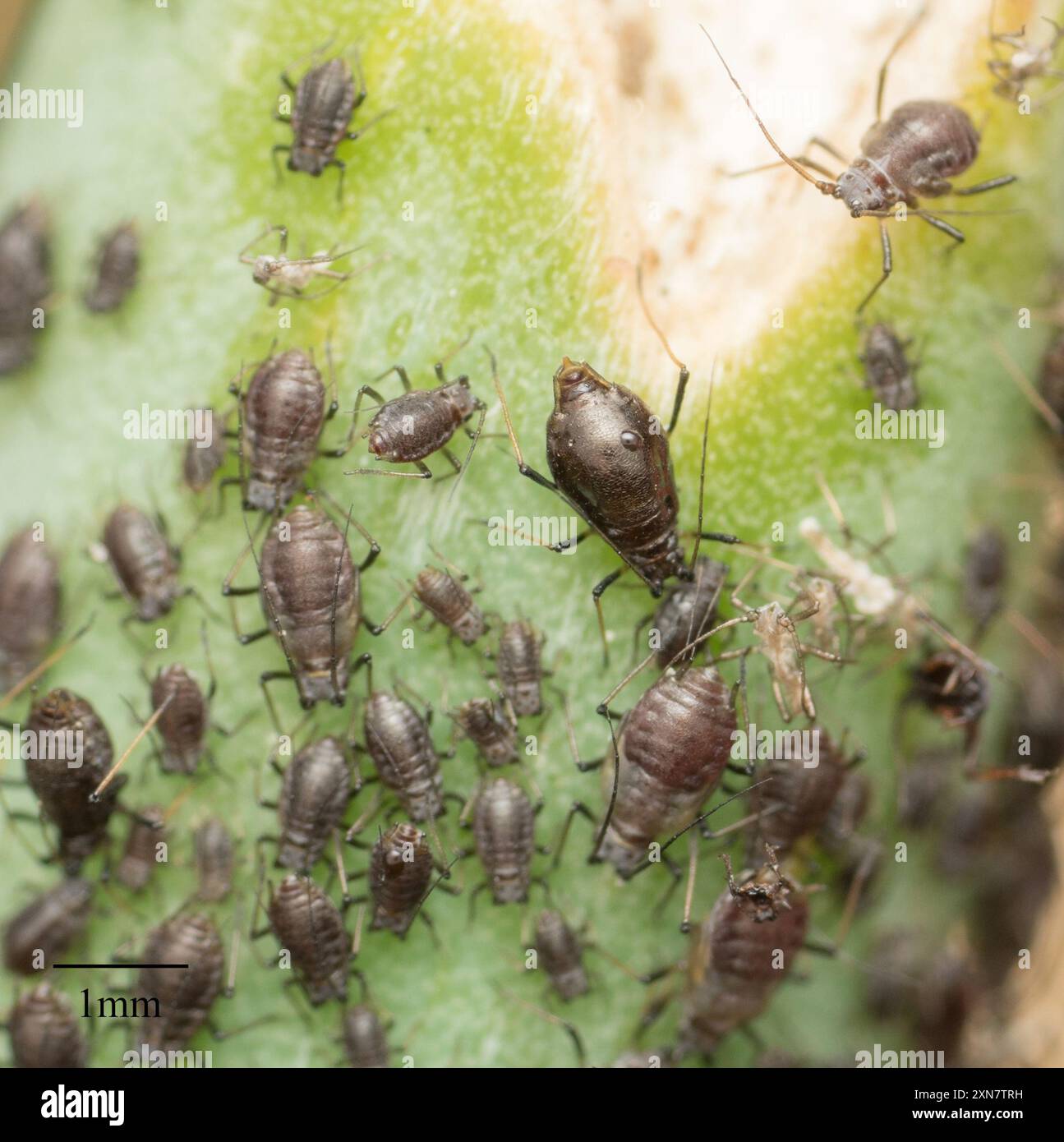 Onion Aphid (Neotoxoptera formosana) Insecta Stock Photo - Alamy