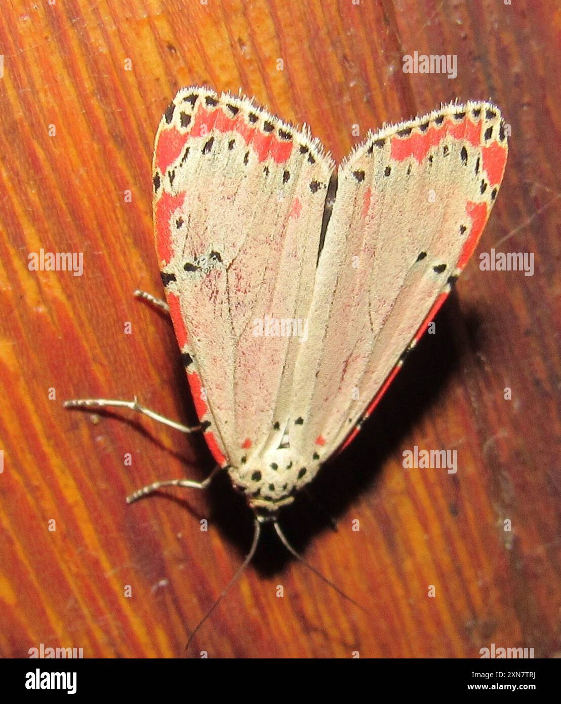 Ornate Bella Moth (Utetheisa ornatrix) Insecta Stock Photo - Alamy